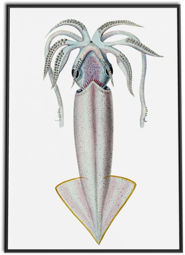 Giant Squid | 1856 - Bird Republic - South Africa's Nature-Inspired Art ...